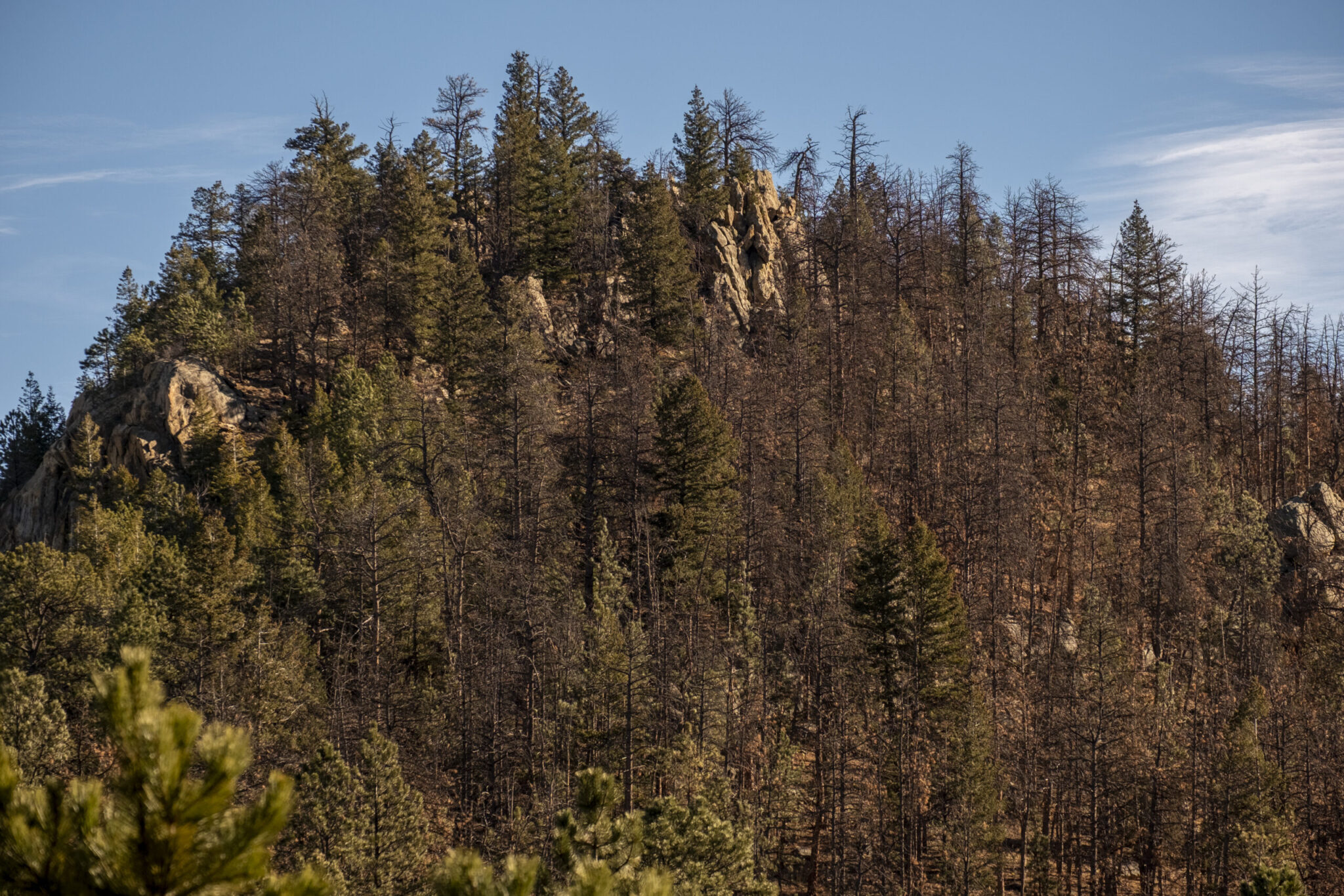Pine beetle infestation of Colorado Front Range prompts action