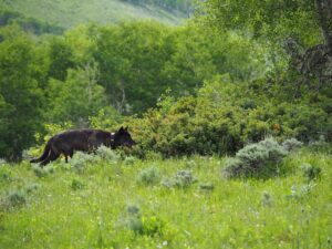 US House passes Colorado Rep. Lauren Boebert's bill to remove gray ...